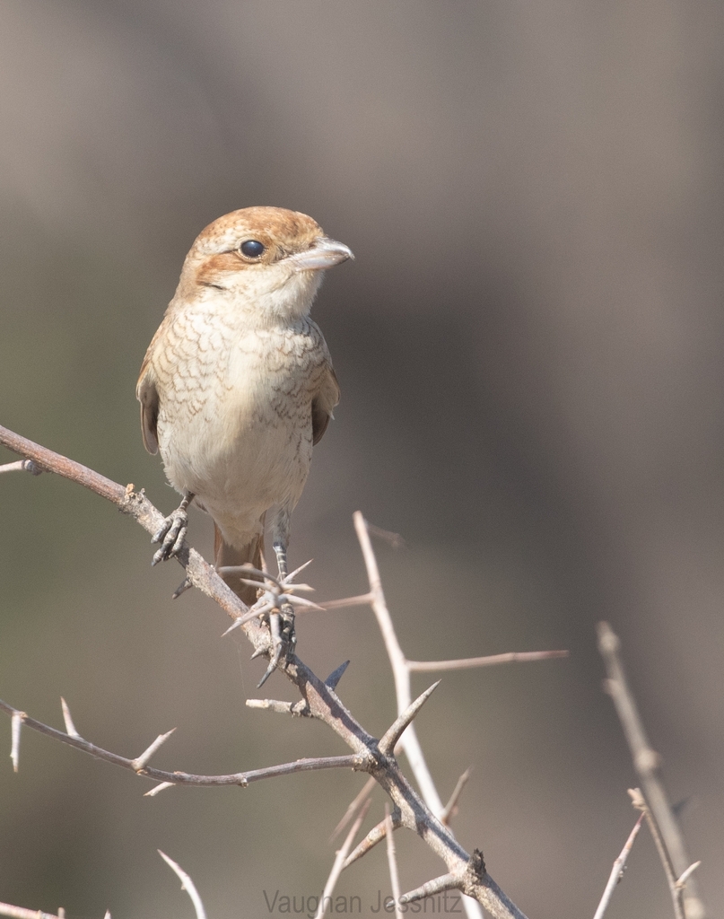 Red-backed Shrike from Tutume, Botswana on December 4, 2023 at 08:14 AM ...