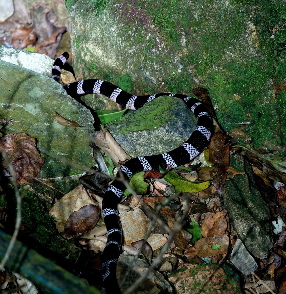 Red River Krait in April 2023 by Royle Safaris. Photographer Deb ...