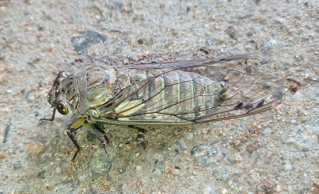 Giant Cicada from Florianopolis, BR-SC, BR on December 8, 2023 at 08:19 ...