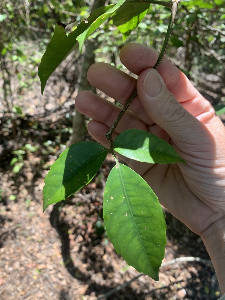Native Grape from HEATHWOOD PARK, Qunaba, QLD, AU on December 5, 2023 ...
