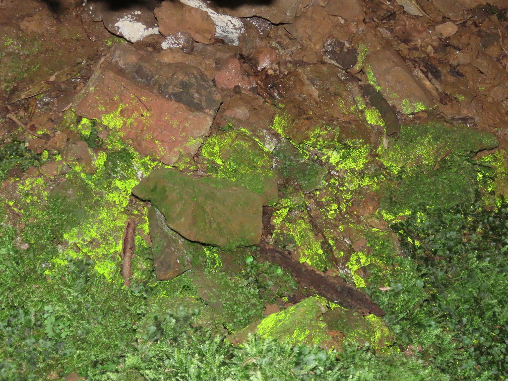 Luminous Moss in March 2022 by Víctor González García · iNaturalist