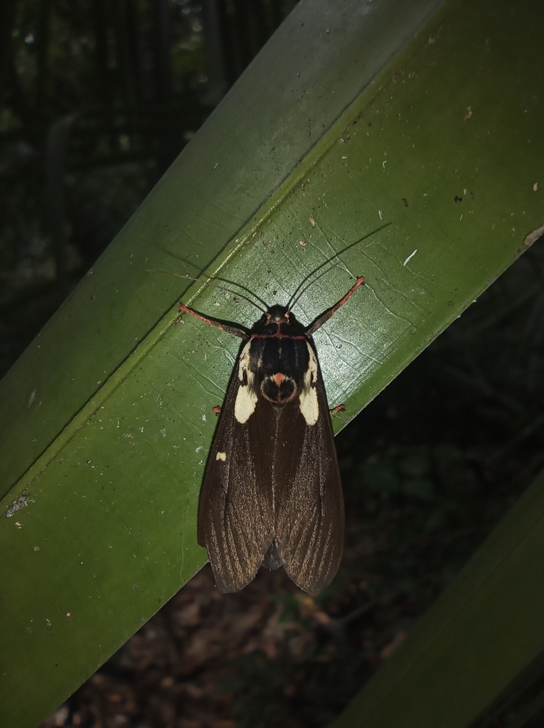 Tiger Moths from Kabupaten Sigi, Sulawesi Tengah, Indonesia on January ...