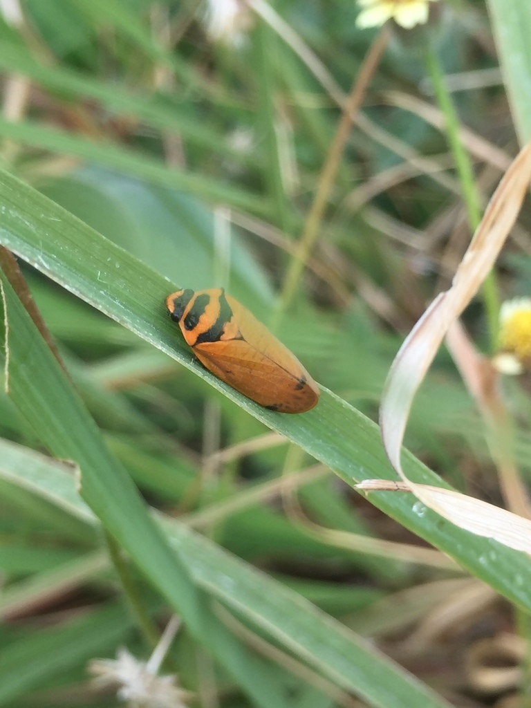 Red Spittlebugs from Zambezi Region, Namibia on November 26, 2023 at 10 ...