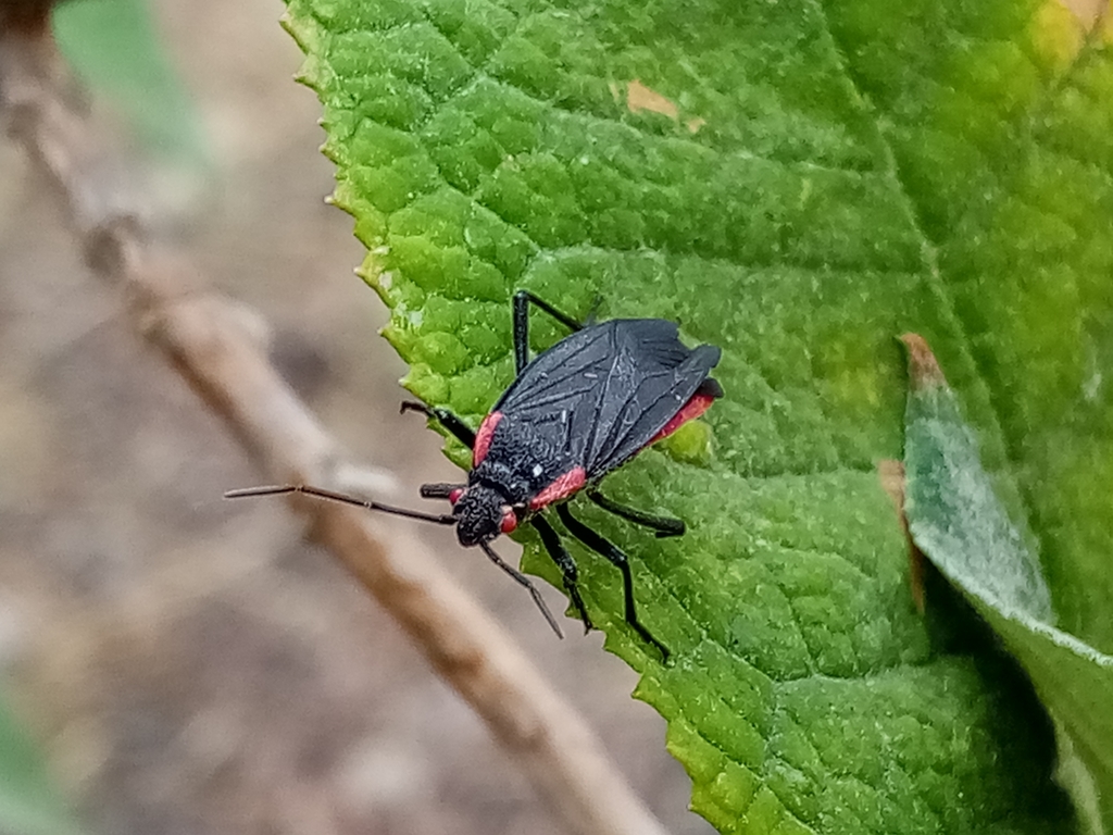 Red-shouldered Bug from 8WV6+H2, Parque Nacional Cerro de la Estrella ...