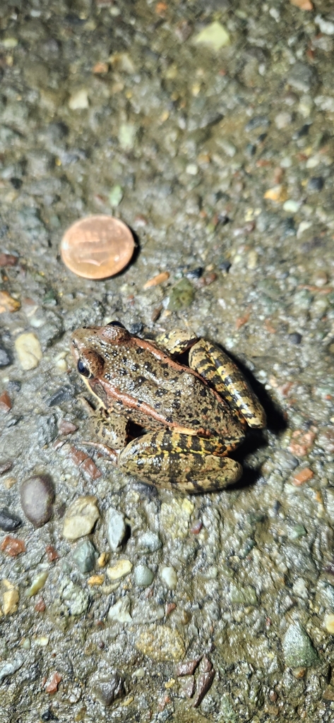 California Red-legged Frog in December 2023 by Christyne Davidian ...