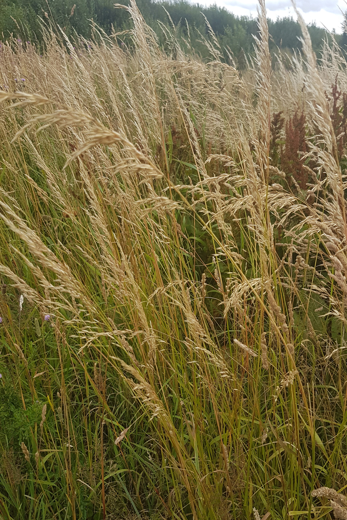 tall oat grass from Greater Manchester, UK on July 12, 2023 at 10:09 AM ...
