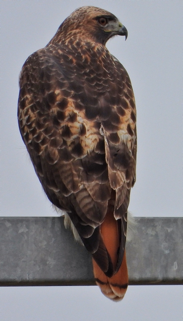 Red-tailed Hawk from 66820 N.L., México on December 3, 2023 at 02:41 PM ...