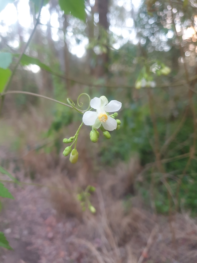 Balloon Vines and Heartseed from Upper Mount Gravatt QLD 4122 ...