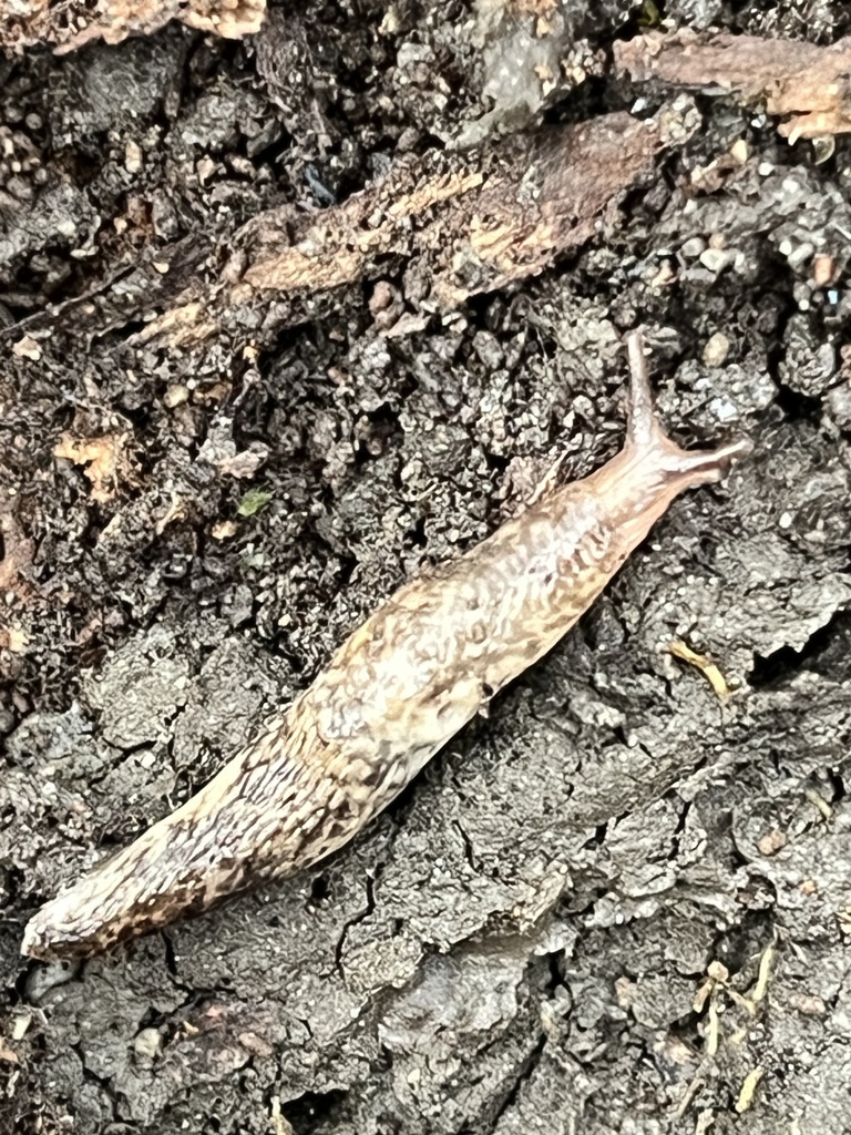 Milky Slug from Druid Hill Park, Baltimore, MD, US on December 6, 2023 ...