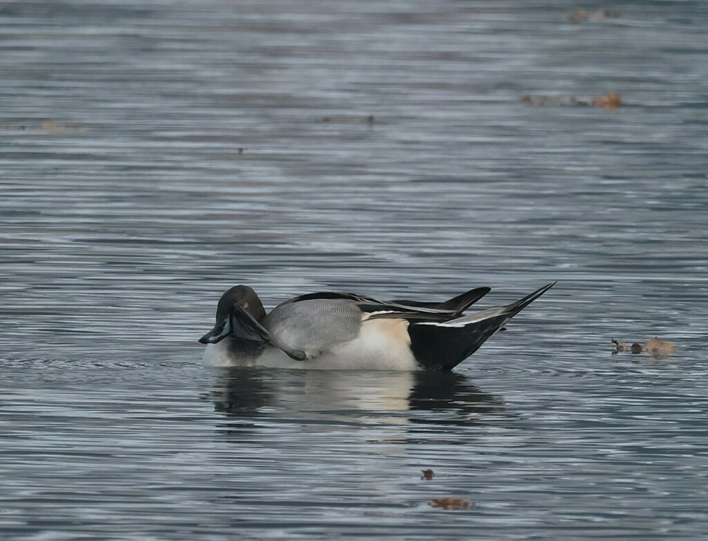 Northern Pintail from 5313 Klingnau, Schweiz on December 5, 2023 at 02: ...