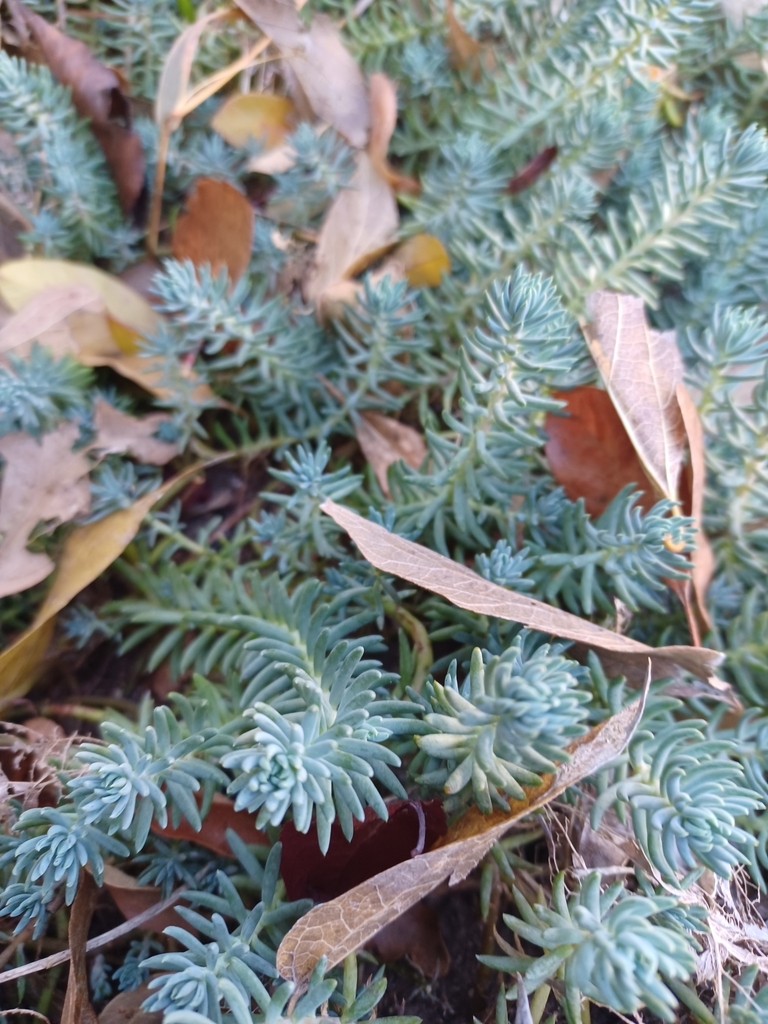 Reflexed Stonecrop from Benbrook, TX, USA on December 8, 2023 at 08:11 ...