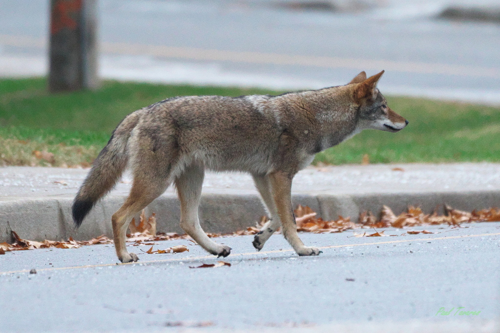 Coyote from High Park, Toronto, ON, Canada on December 7, 2023 at 03:07 ...