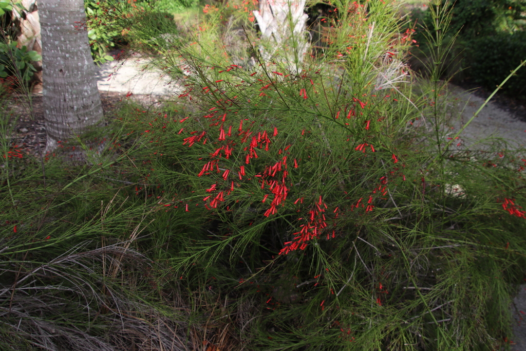 Firecracker plant from Redevelopment Area, Naples, FL, USA on December ...
