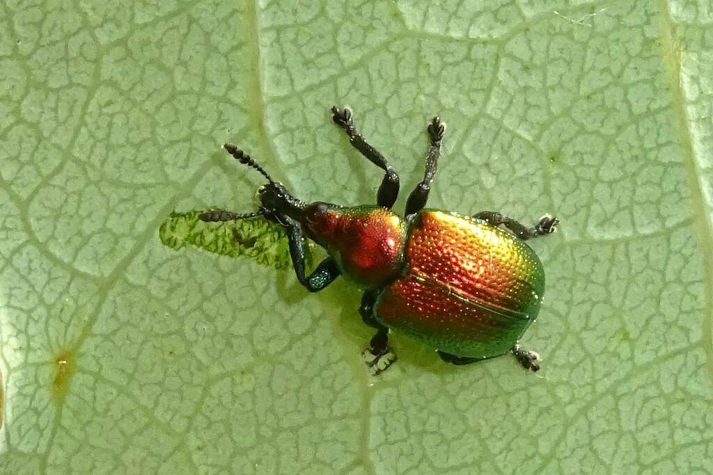 Byctiscus populi from Forstenrieder Park, Deutschland on June 1, 2023 ...