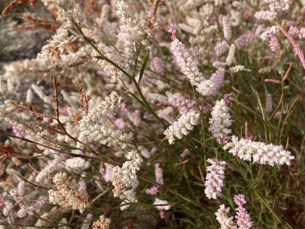 Sandhill wireweed from Bok Tower Gardens, Lake Wales, FL, US on ...