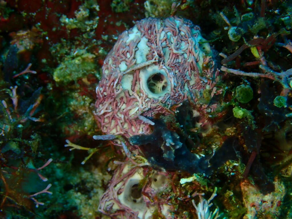 Mycale humilis from Minahasa Utara, Sulawesi Utara, Indonesia on ...