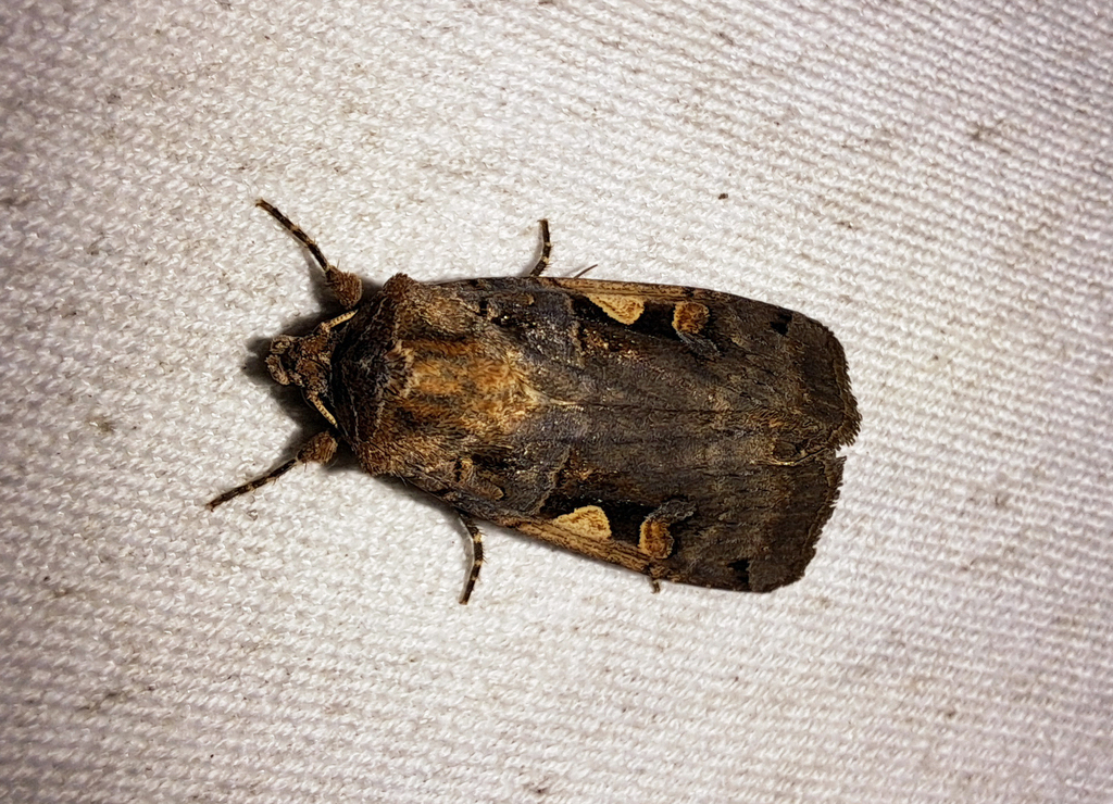 Setaceous Hebrew Character from 5760 Saalfelden am Steinernen Meer ...