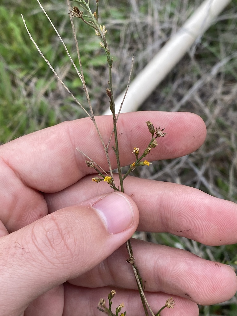 Texas Snakeweed from Readvill Ln, Austin, TX, US on December 8, 2023 at ...