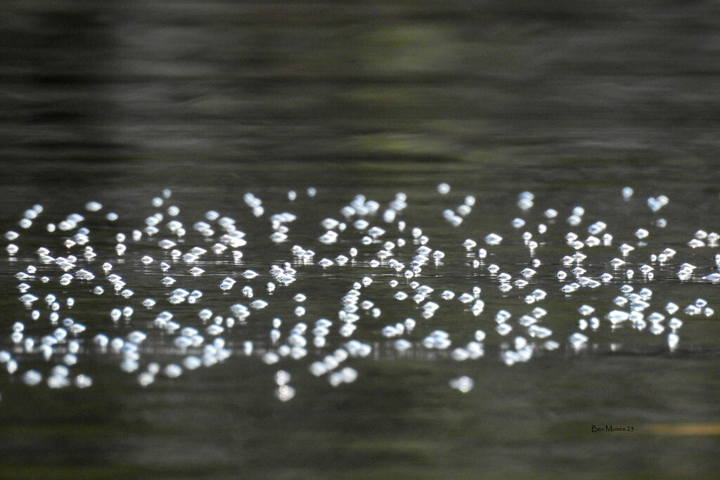 Gyrinus from Parry Sound District, ON, Canada on September 25, 2023 at ...