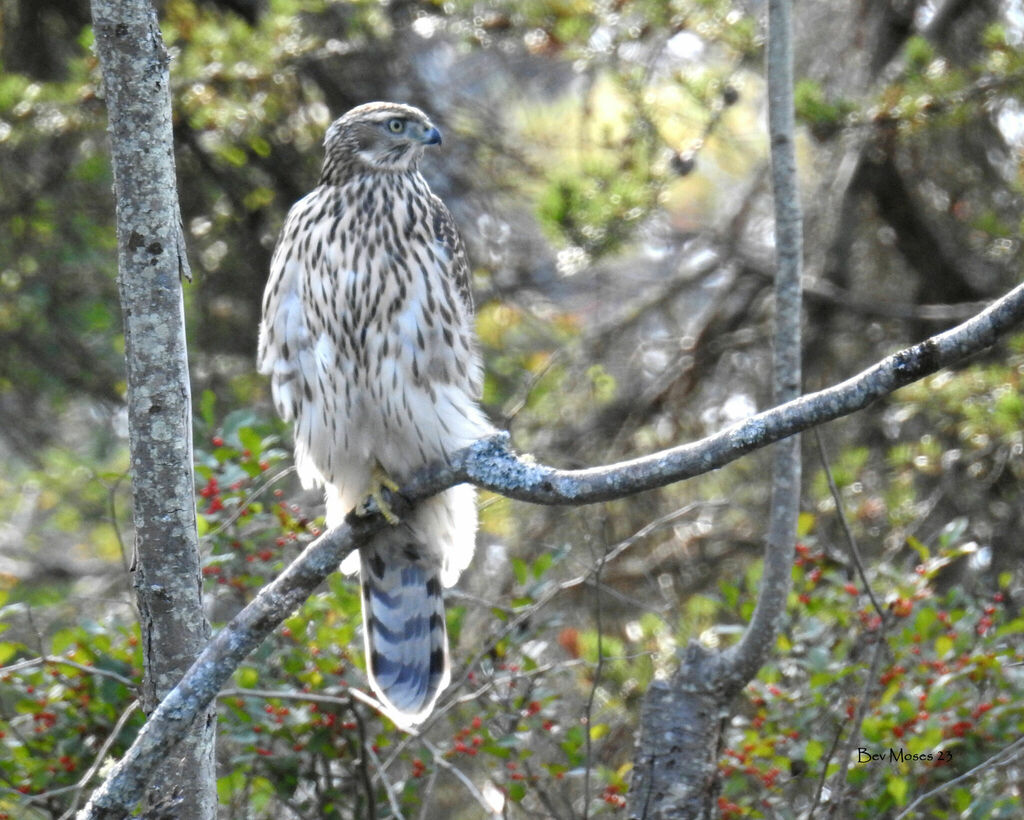 American Goshawk from Parry Sound District, ON, Canada on September 25 ...