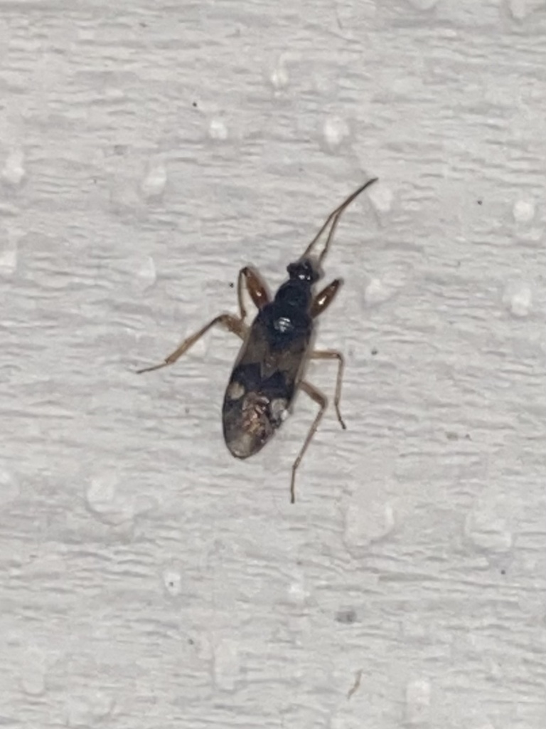 Pseudopamera nitidula from Faudree Rd, Odessa, TX, US on September 18 ...