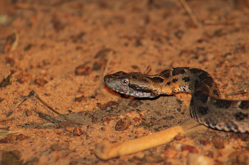 Mato Grosso Lancehead (Bothrops mattogrossensis) - Snakes and Lizards