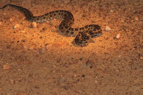 Mato Grosso Lancehead (Bothrops mattogrossensis) - Snakes and Lizards