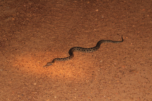 Mato Grosso Lancehead (Bothrops mattogrossensis) - Snakes and Lizards