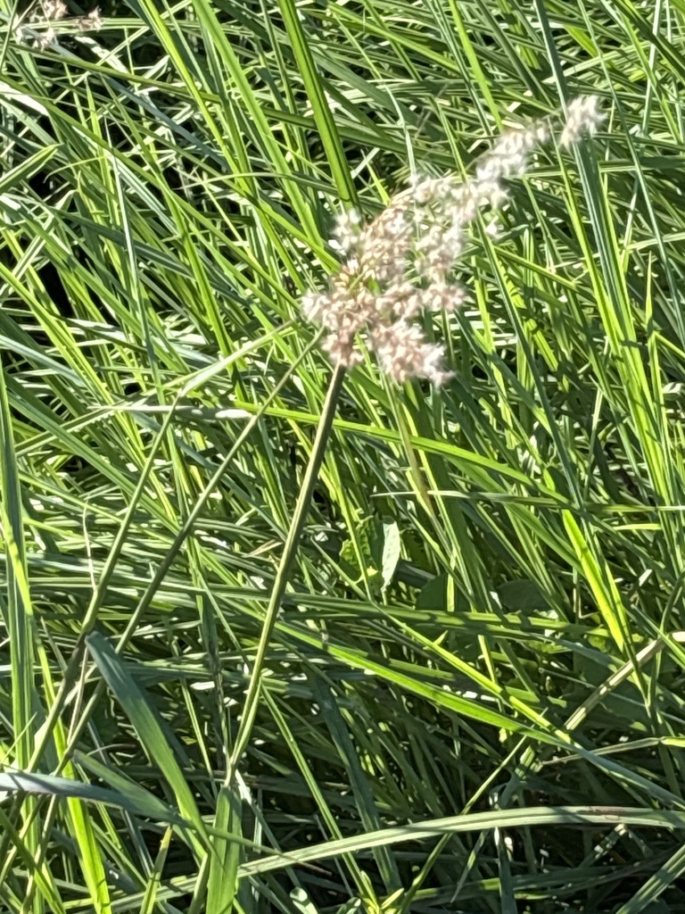 Natal grass from Umgungundlovu, ZA-NL, ZA on December 8, 2023 at 07:32 ...