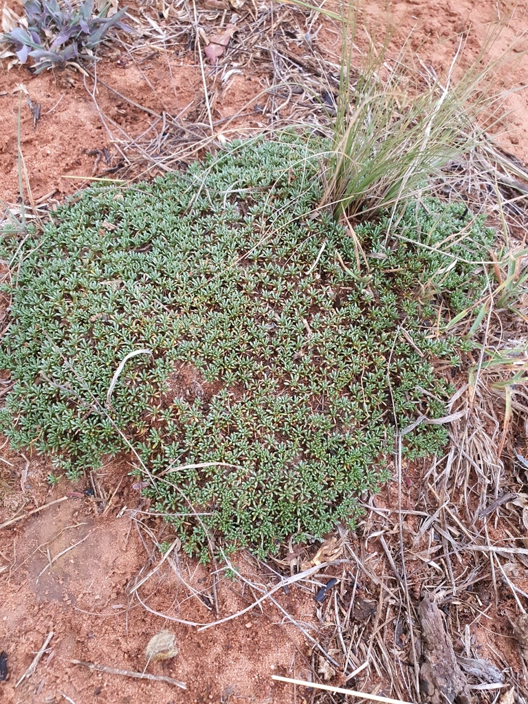 Snowball Everlasting from City of Tshwane Metropolitan Municipality ...