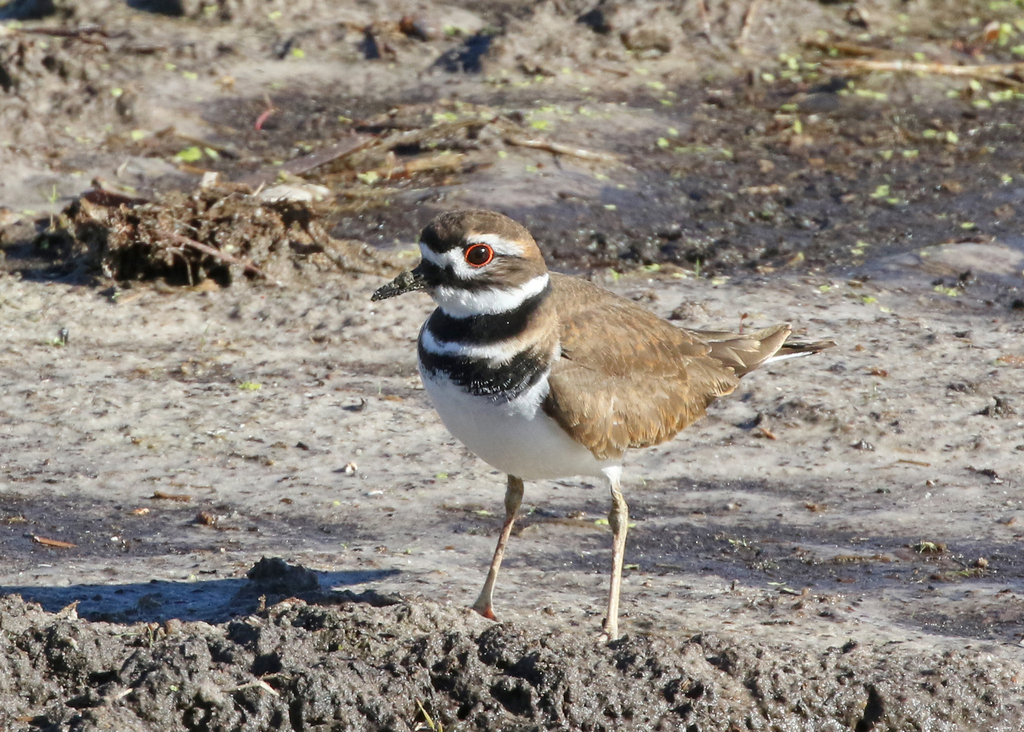 Killdeer from Orange County, FL, USA on December 6, 2023 at 02:28 PM by ...