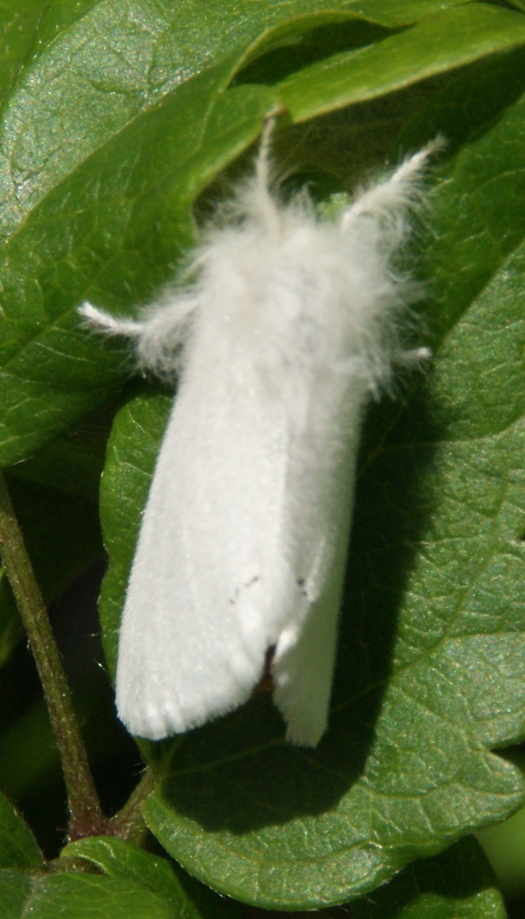 Brown-tail Moth from Kissing, Deutschland on June 26, 2011 at 05:34 PM ...