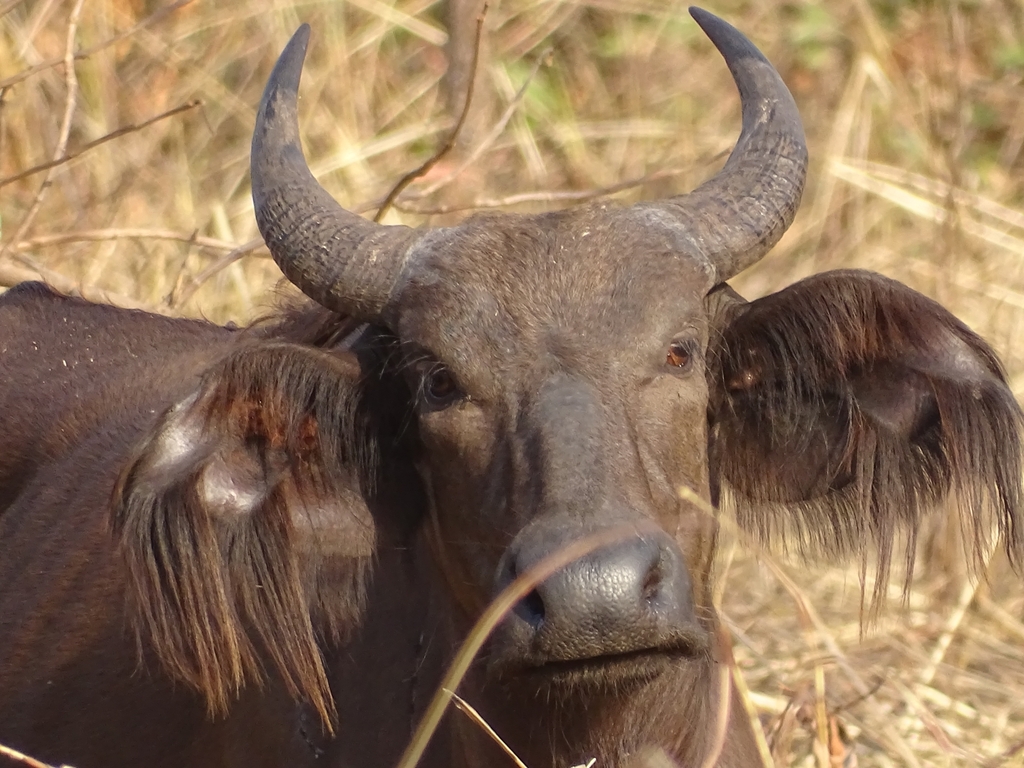 Sudanese Buffalo in November 2023 by alassanesakpega · iNaturalist