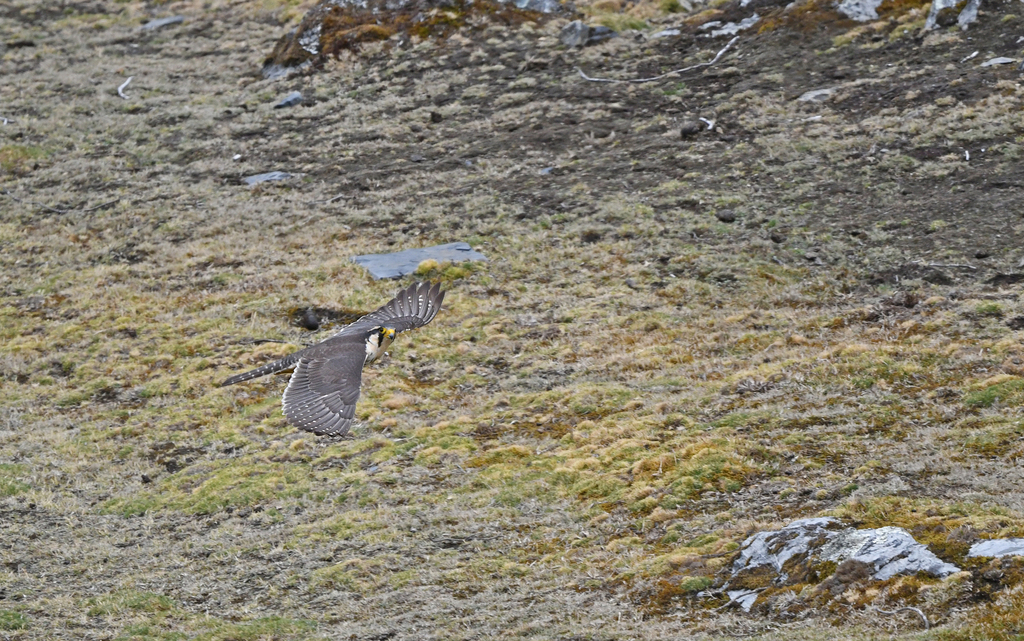 Aplomado Falcon from Urubamba Province, Peru on September 20, 2023 at ...