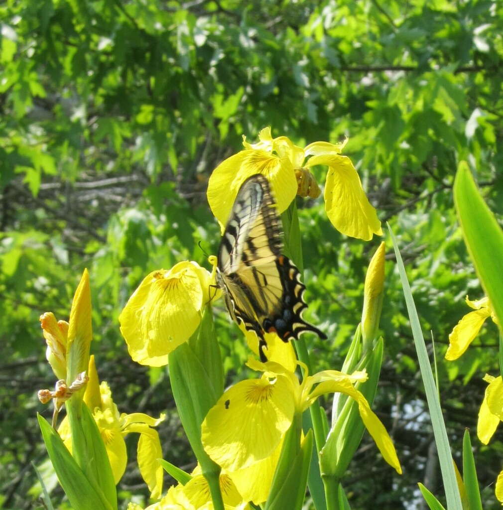 Canadian Tiger Swallowtail from 3093 Highbridge Rd, Fairfax, VT 05454 ...