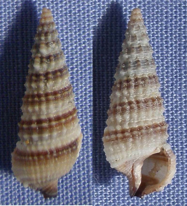 Pirenella delicatula in February 2013 by vrebizant. 16, resp. 18.5 mm ...