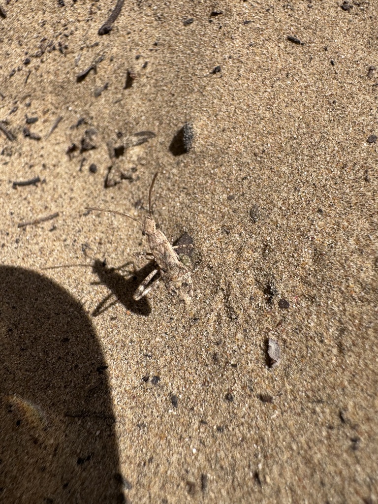 Broad-headed Bugs from Mushrif Park, Dubai, Dubai, AE on December 7 ...