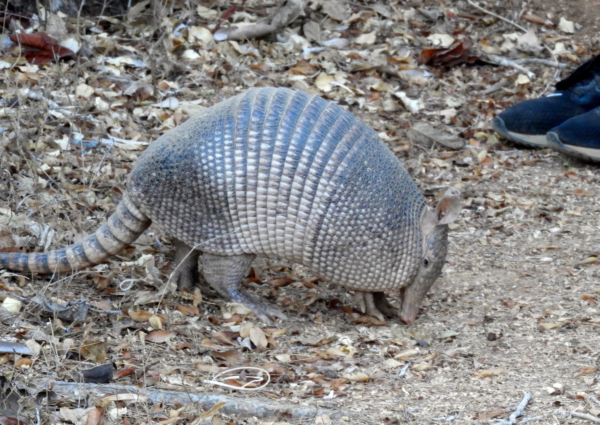 Armadillo