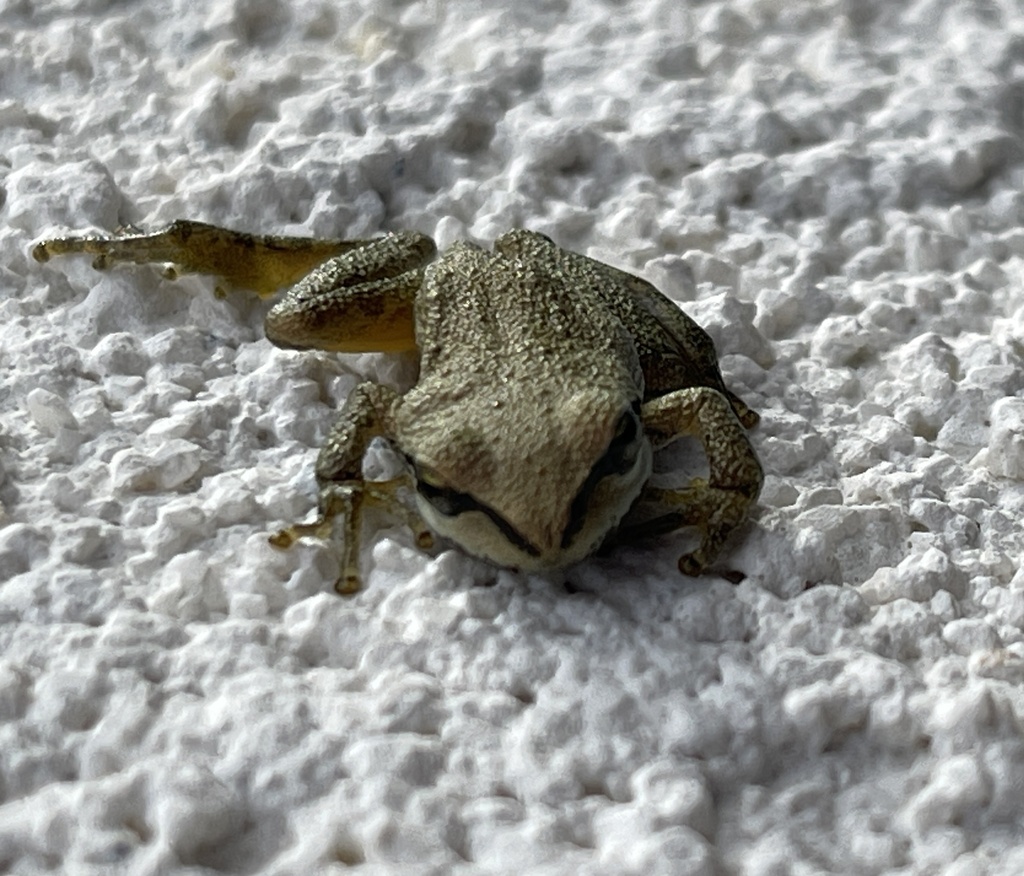 Chorus Frogs from Chablis Rd, Healdsburg, CA, US on December 7, 2023 at ...