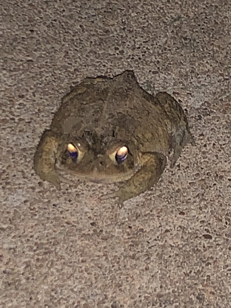 North American Toads from Oak Forest Ln, Tulsa, OK, US on December 7 ...