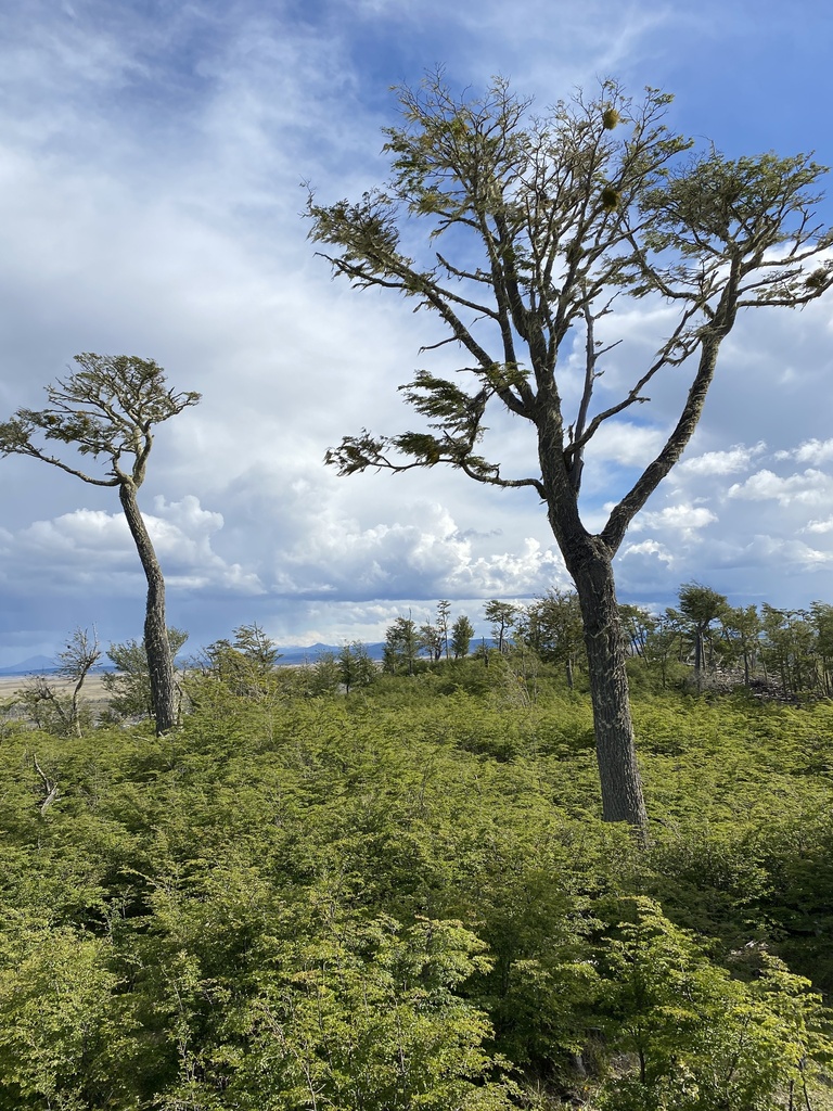 Lenga Beech (Nothofagus pumilio) - Botanical Realm