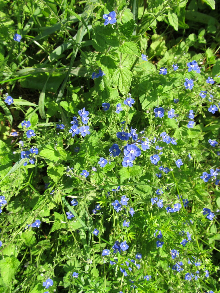Germander Speedwell from 431 E Rd, Milton, VT 05468, USA on May 29 ...