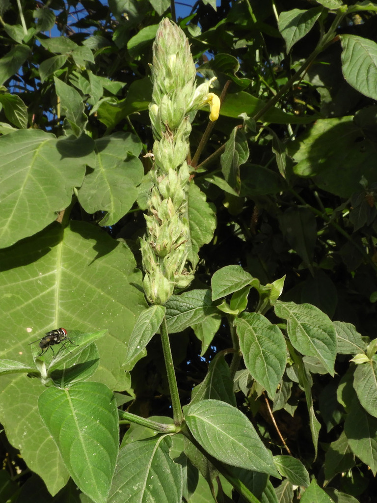 Yellow Justicia from Kilibwoni, Kenya on December 7, 2023 at 04:52 PM ...