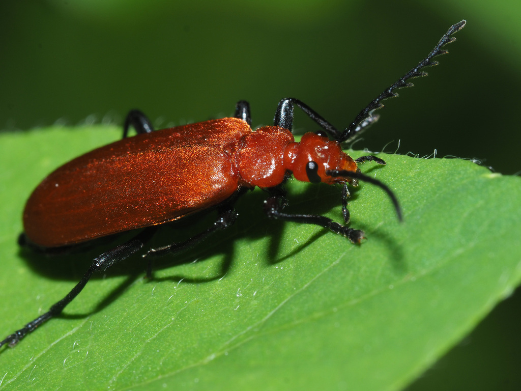 Common Cardinal Beetle from Inn, Einöden, Flintsbach, Bayern ...