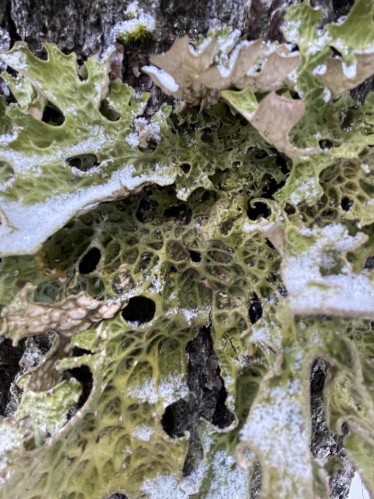 Tree Lungwort from Spallumcheen, BC, CA on December 8, 2023 at 10:16 AM ...