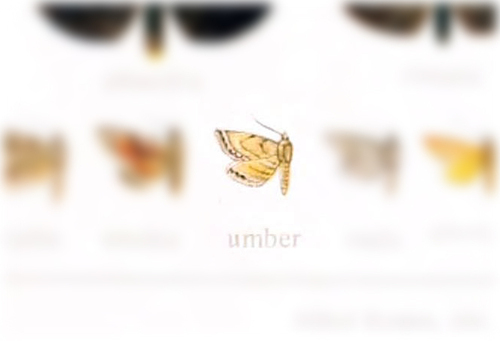 Acidaliodes umber · iNaturalist