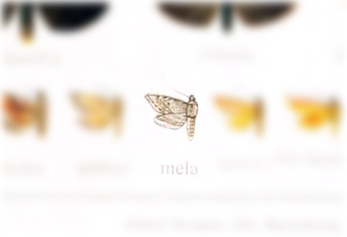 Acidaliodes mela · iNaturalist