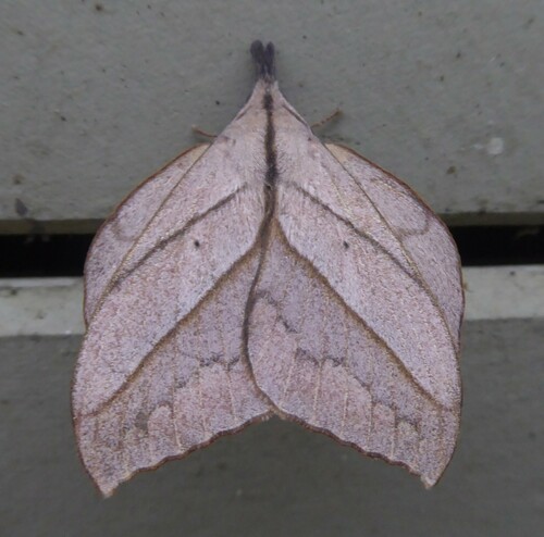 Arguda thaica · iNaturalist