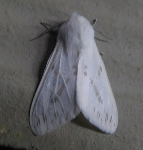 Lemyra pectorale · iNaturalist