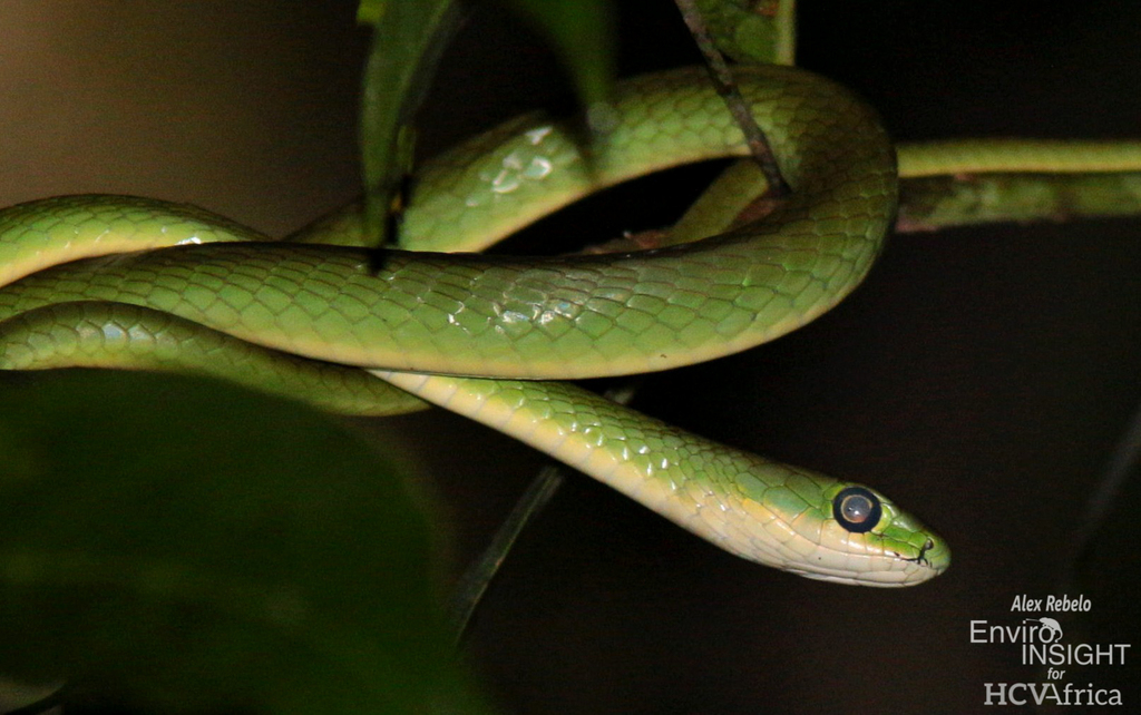 Bequaert's Green Snake from Mt Kei Forest Reserve -N2, Koboko district ...